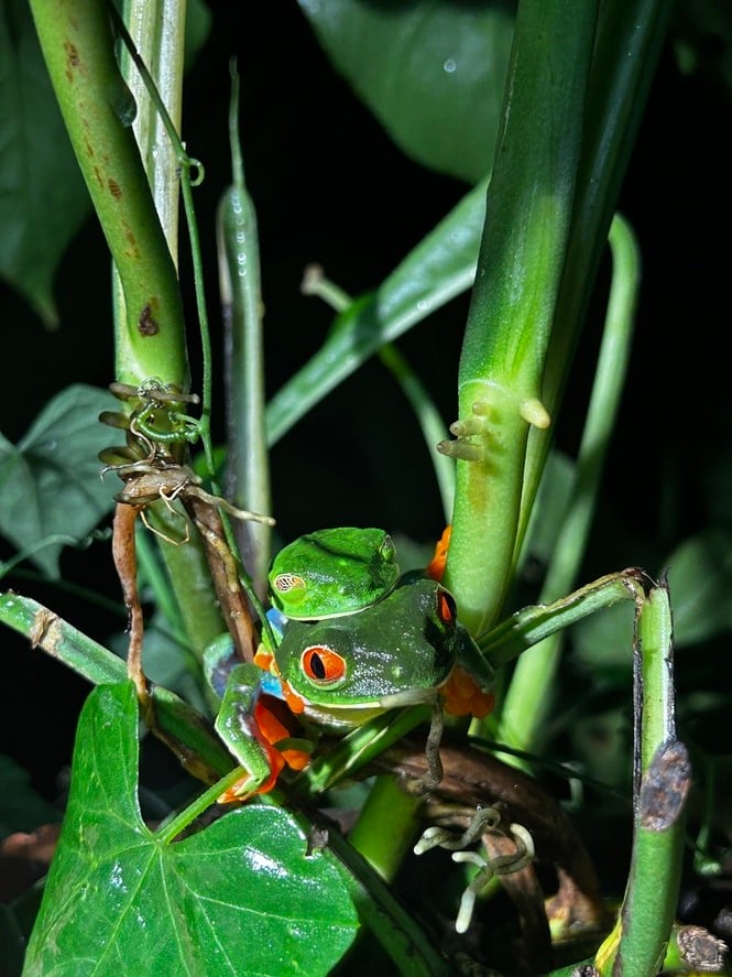 Species Spotlight: The Red-Eyed Tree Frog