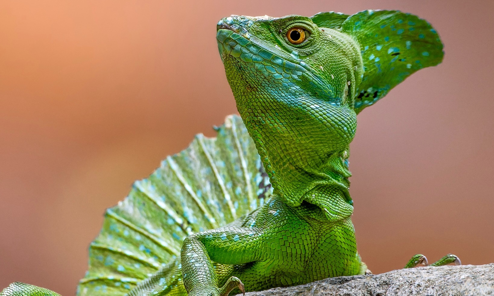Common Basilisk: The Rainforest’s Water-Running Lizard
