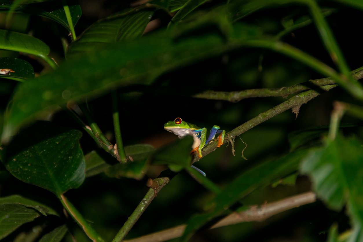 Red-Eyed Tree Frogs: Iconic Stars of Costa Rica’s Rainforests