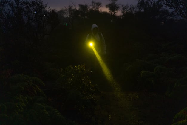 The Rainforest After Dark: Chachagua Rainforest Night Walk